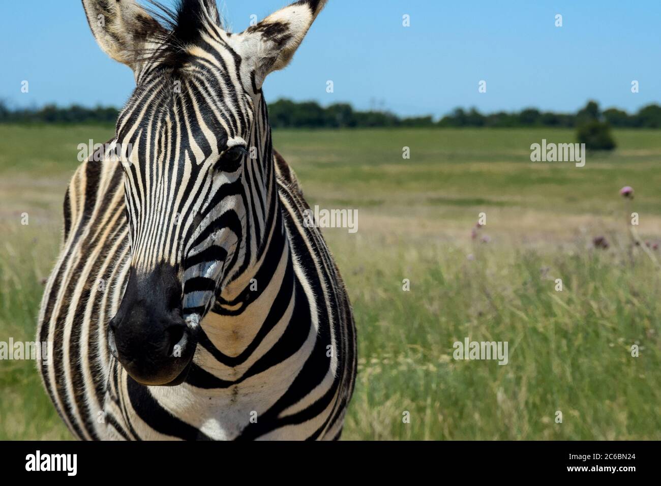 Zebra coat horse hi-res stock photography and images - Alamy