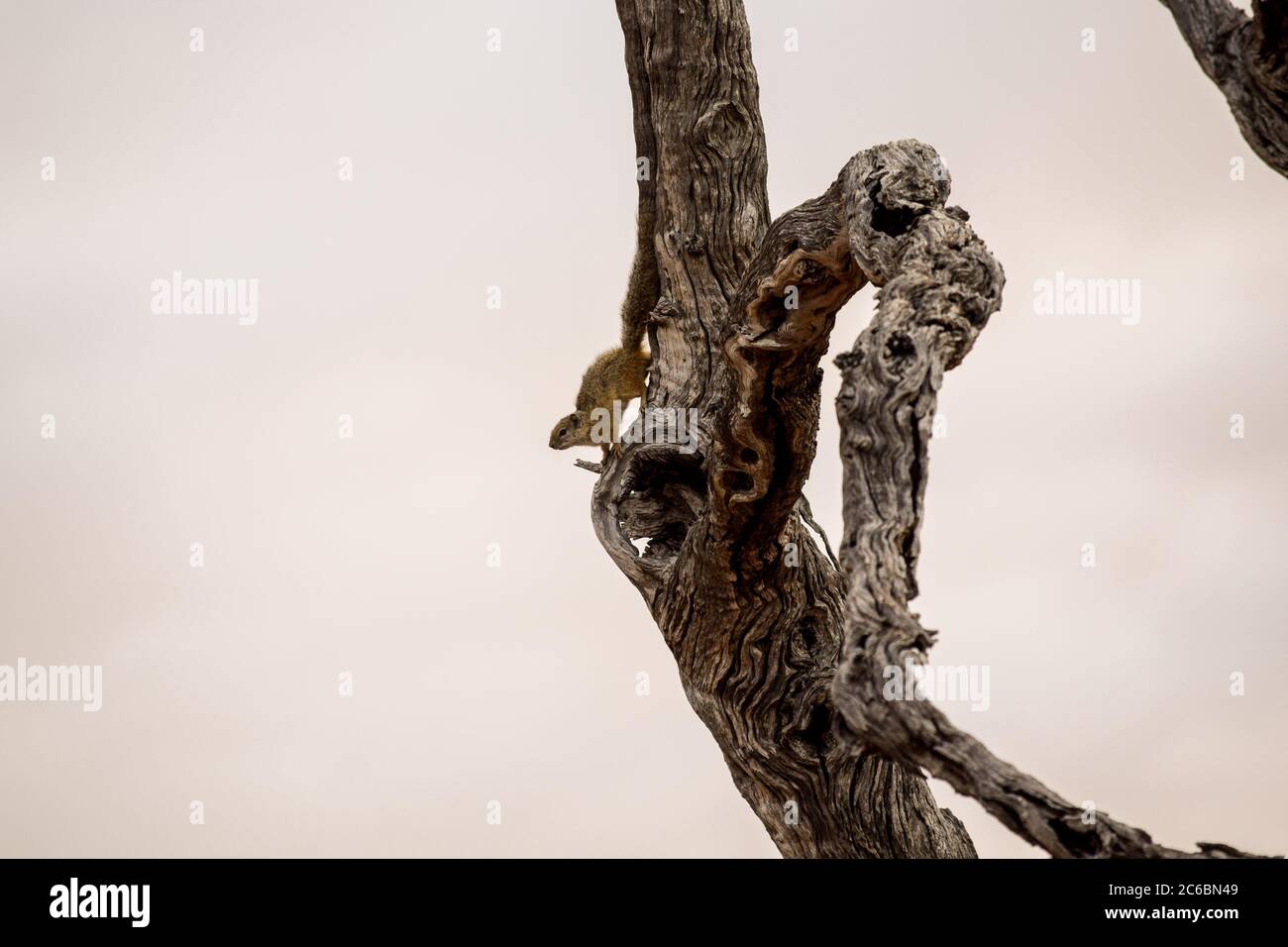 Grey squirrel branch running hi-res stock photography and images - Alamy