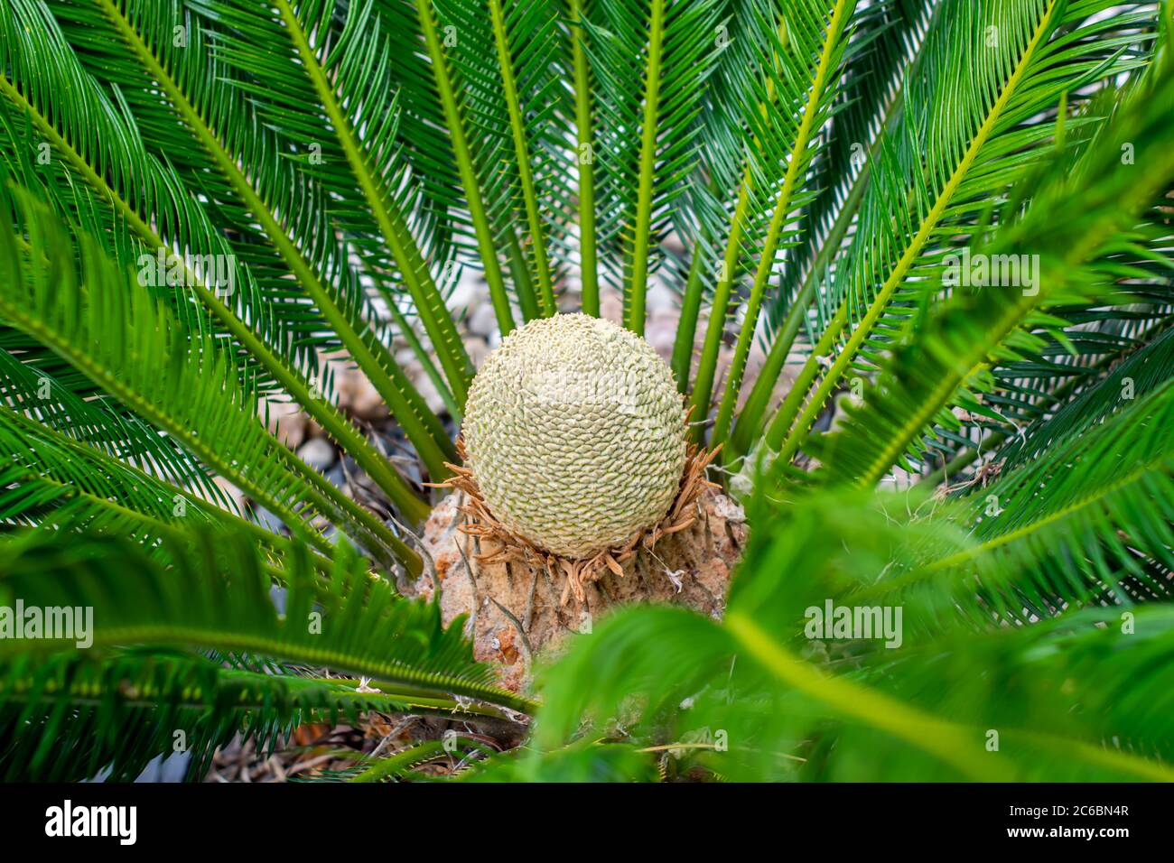 Cycas Revoluta garden plant flower Stock Photo - Alamy