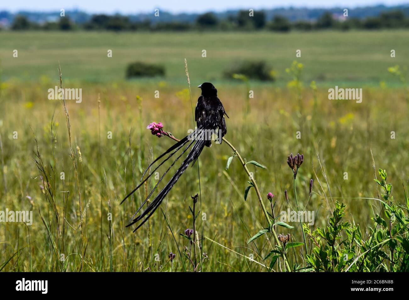 African black widow hi-res stock photography and images - Alamy