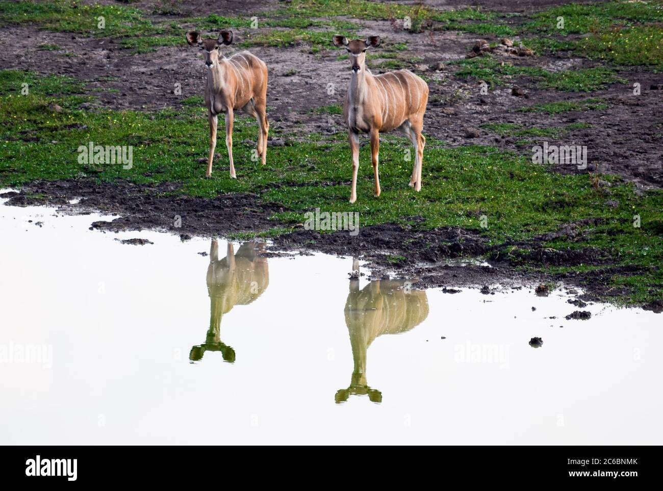 Two buck hi-res stock photography and images - Alamy