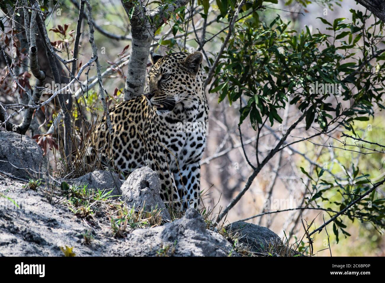 Leopard Hiding In A Tree High Resolution Stock Photography and Images ...