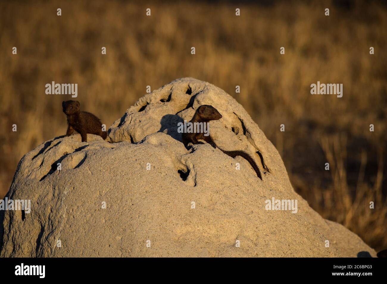 Two mongoose sitting on their burrow Stock Photo - Alamy