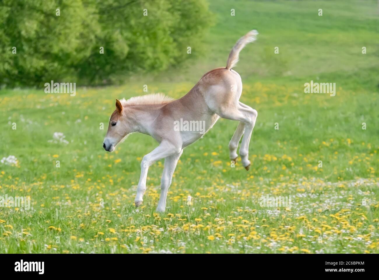 Images Of Baby Horses Running