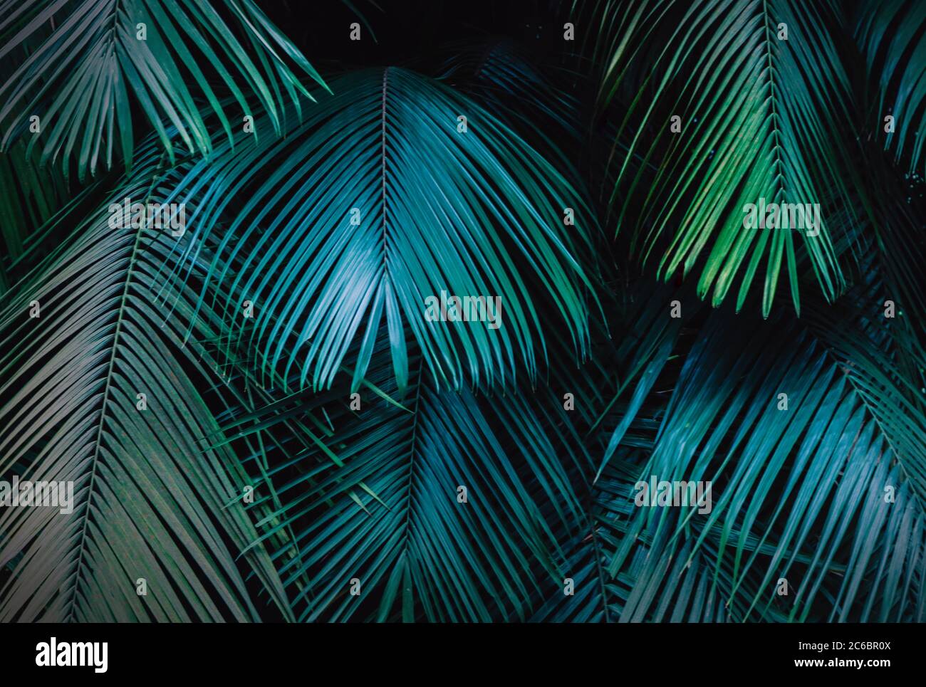 Jungle background hi-res stock photography and images - Alamy
