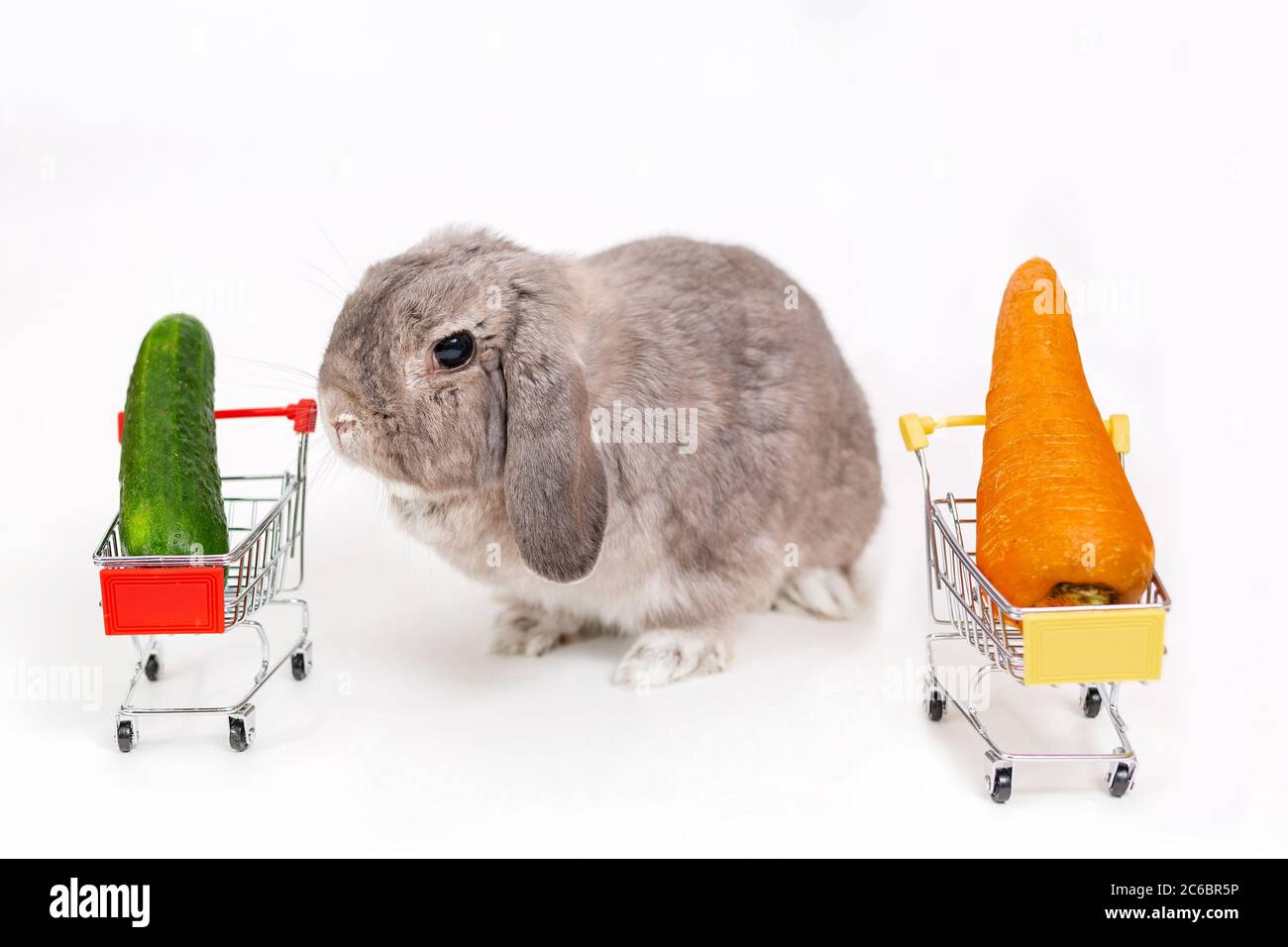 Grocery carts hi-res stock photography and images - Alamy