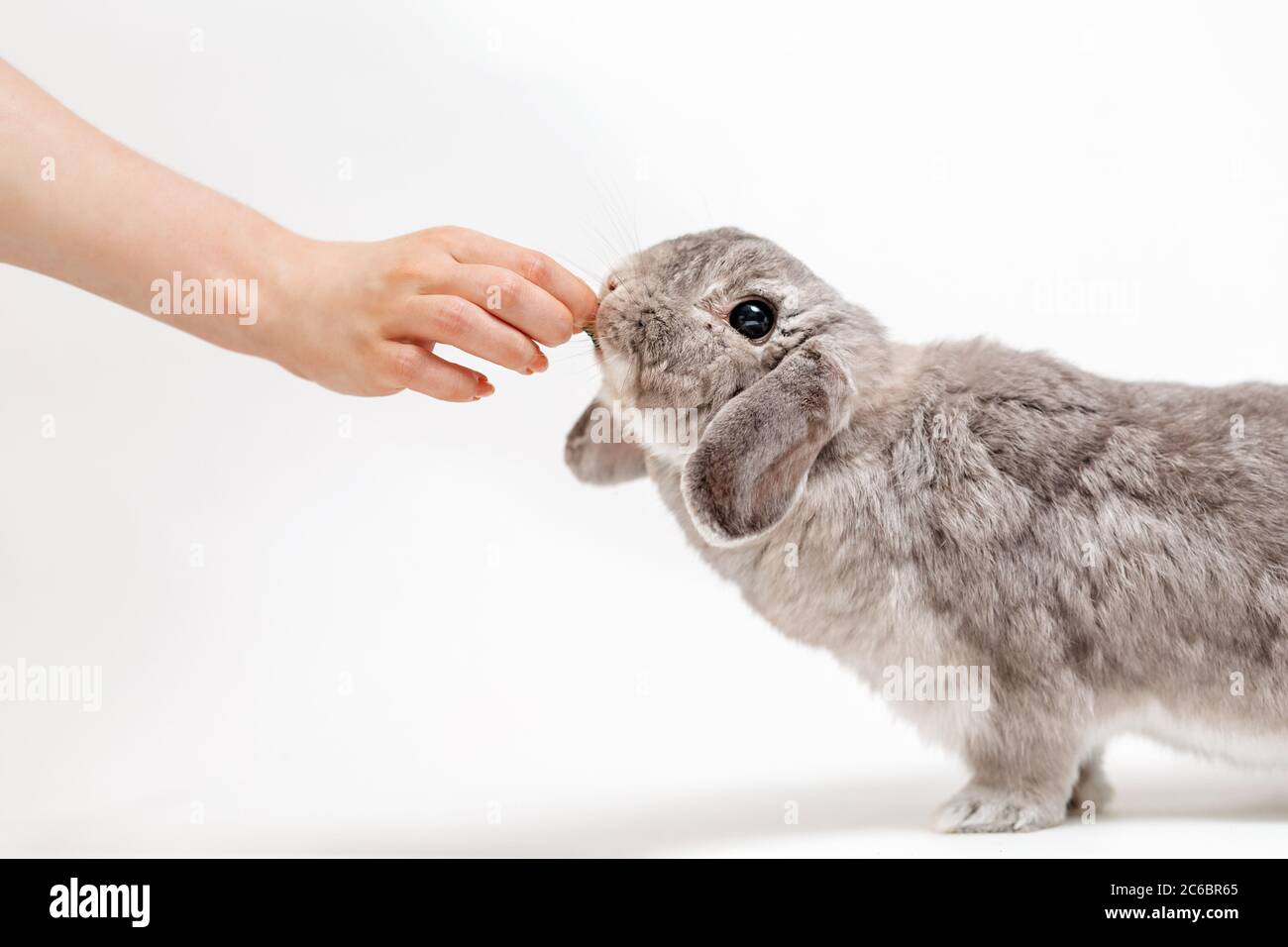 A woman feeds a lop-eared gray rabbit. White background, side view ...