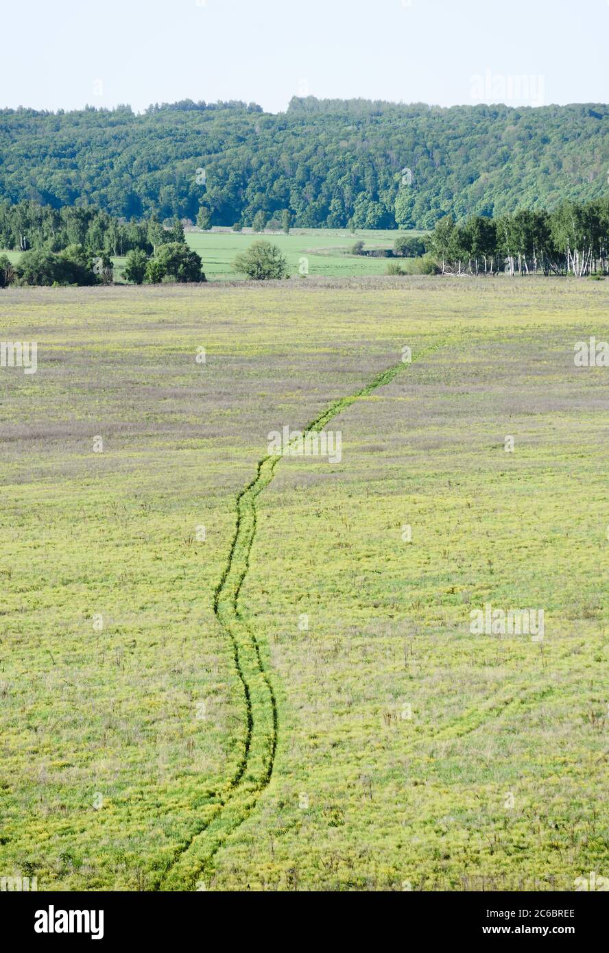 Country landscape. Wheel track in green grass with green forest in ...