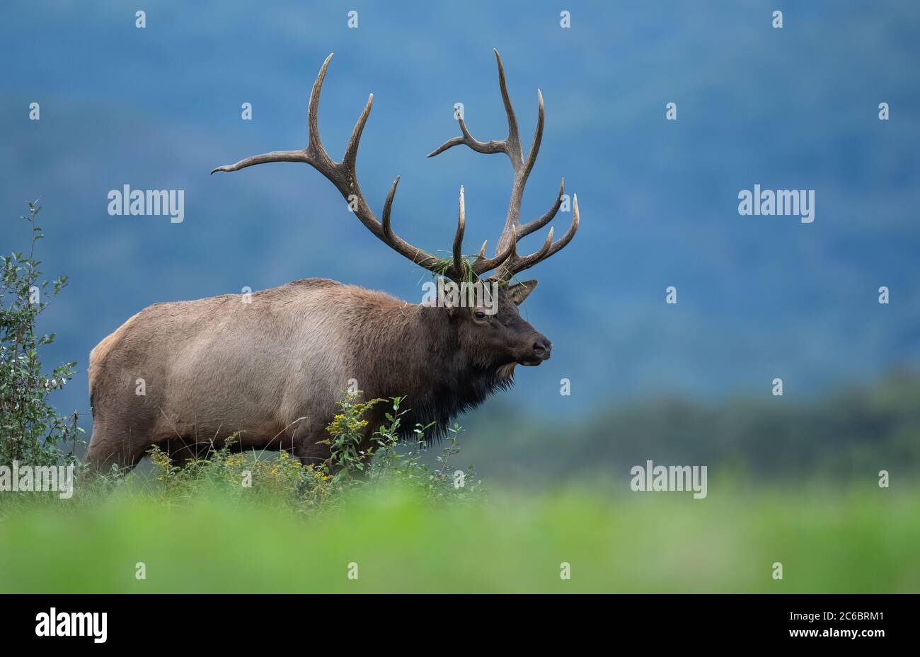 Bull Elk Portrait Stock Photo - Alamy