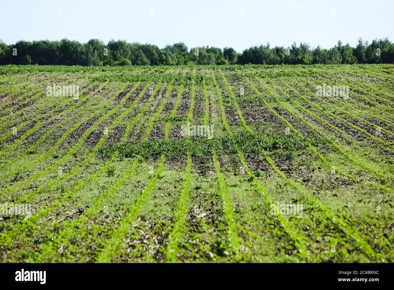 Agriculture concept. Big field of young green crops in rows copy space ...
