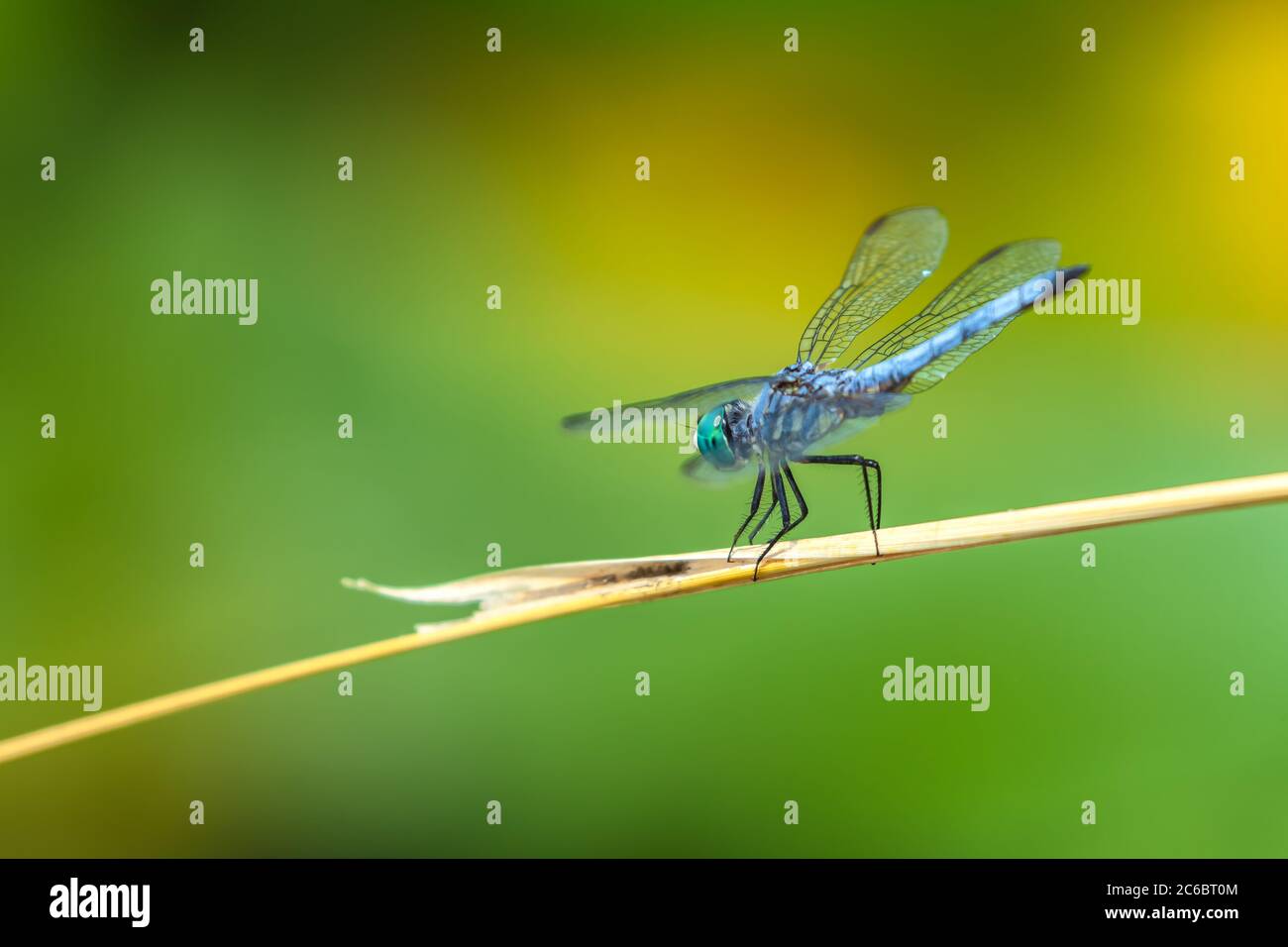 P longipennis hi-res stock photography and images - Alamy