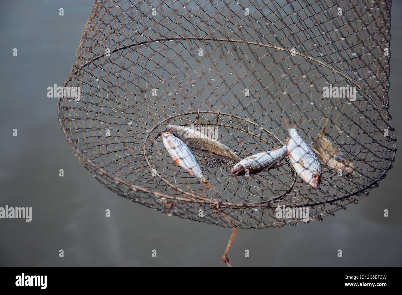 Catching fish in metal cage against the background of water. Freshly ...