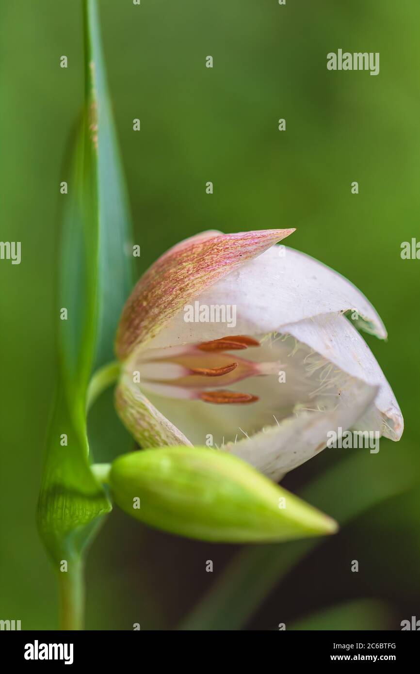 Close up at a white globe lily, Calochortus albus, Point Lobos State ...
