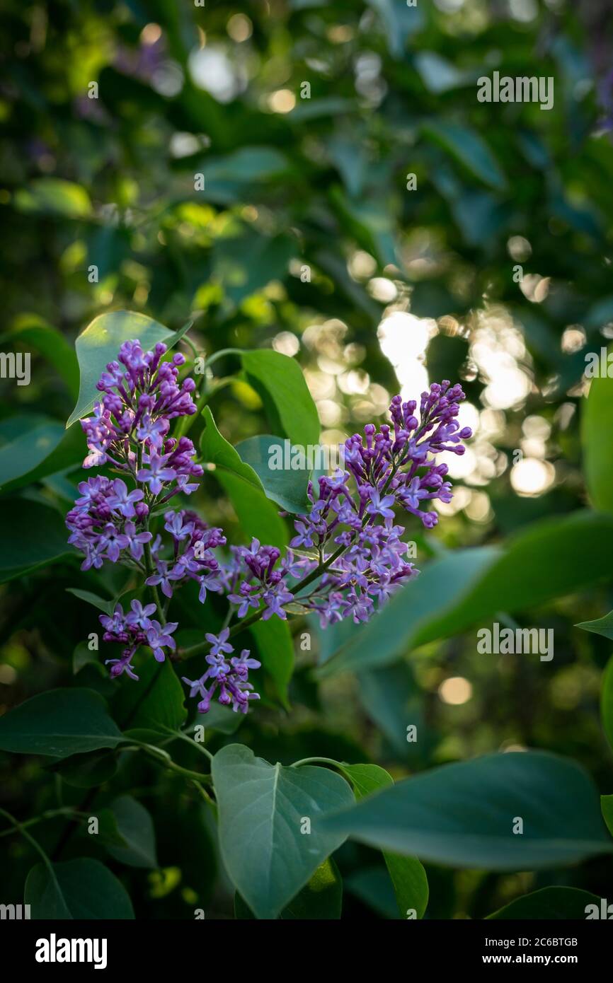 Branch of violet deer with green leaves Stock Photo - Alamy