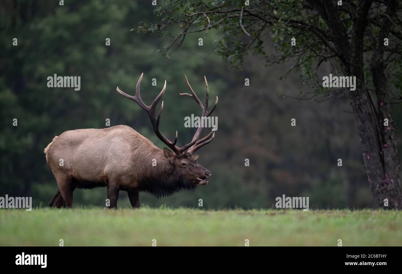 Bull Elk Portrait Stock Photo - Alamy