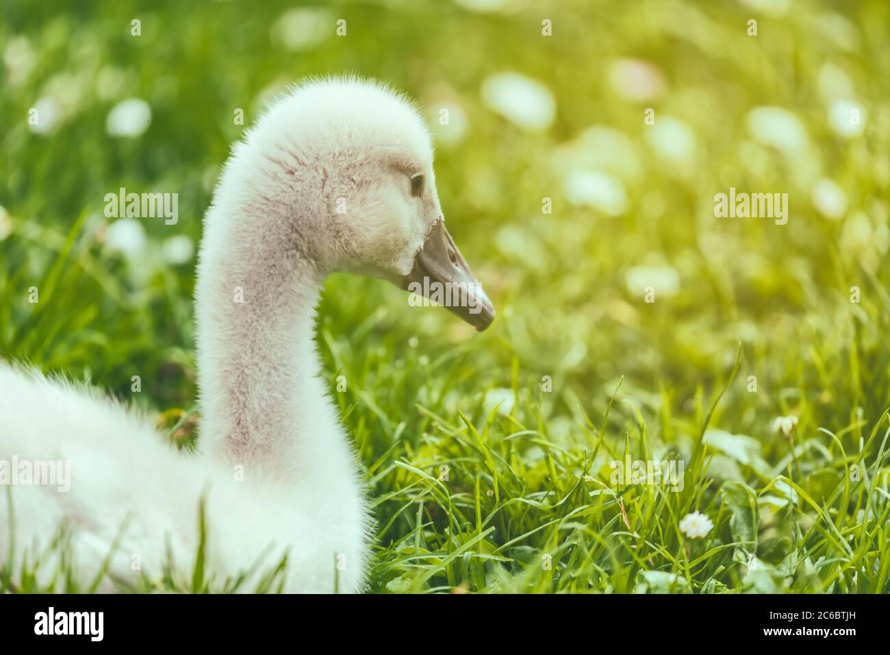 Baby waterbird hi-res stock photography and images - Alamy