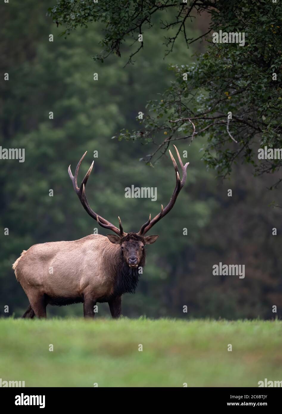 Bull Elk Portrait Stock Photo - Alamy