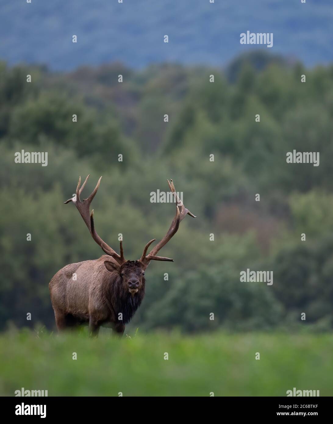 Bull Elk Portrait Stock Photo - Alamy