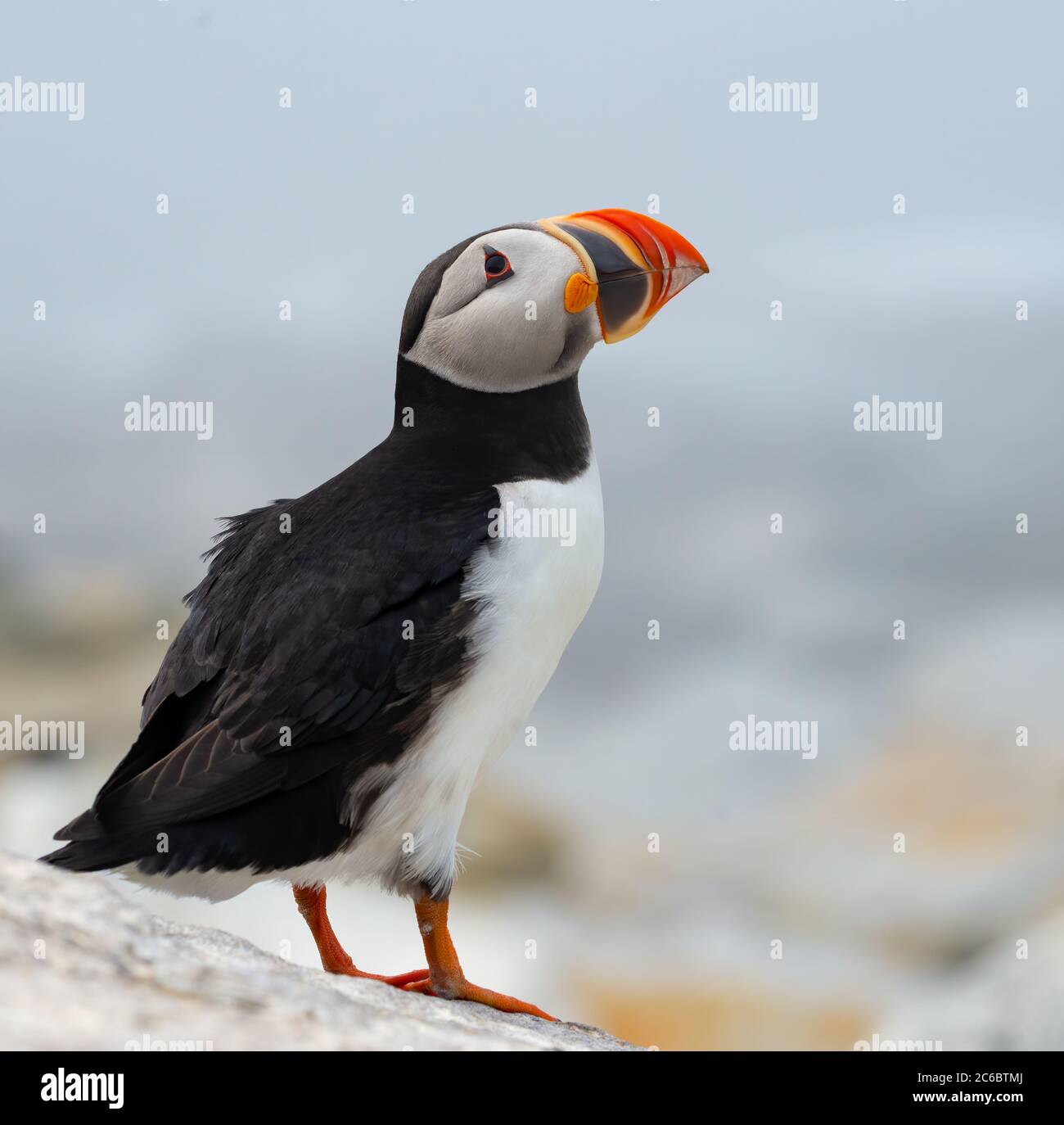 Puffin with small fish hi-res stock photography and images - Alamy