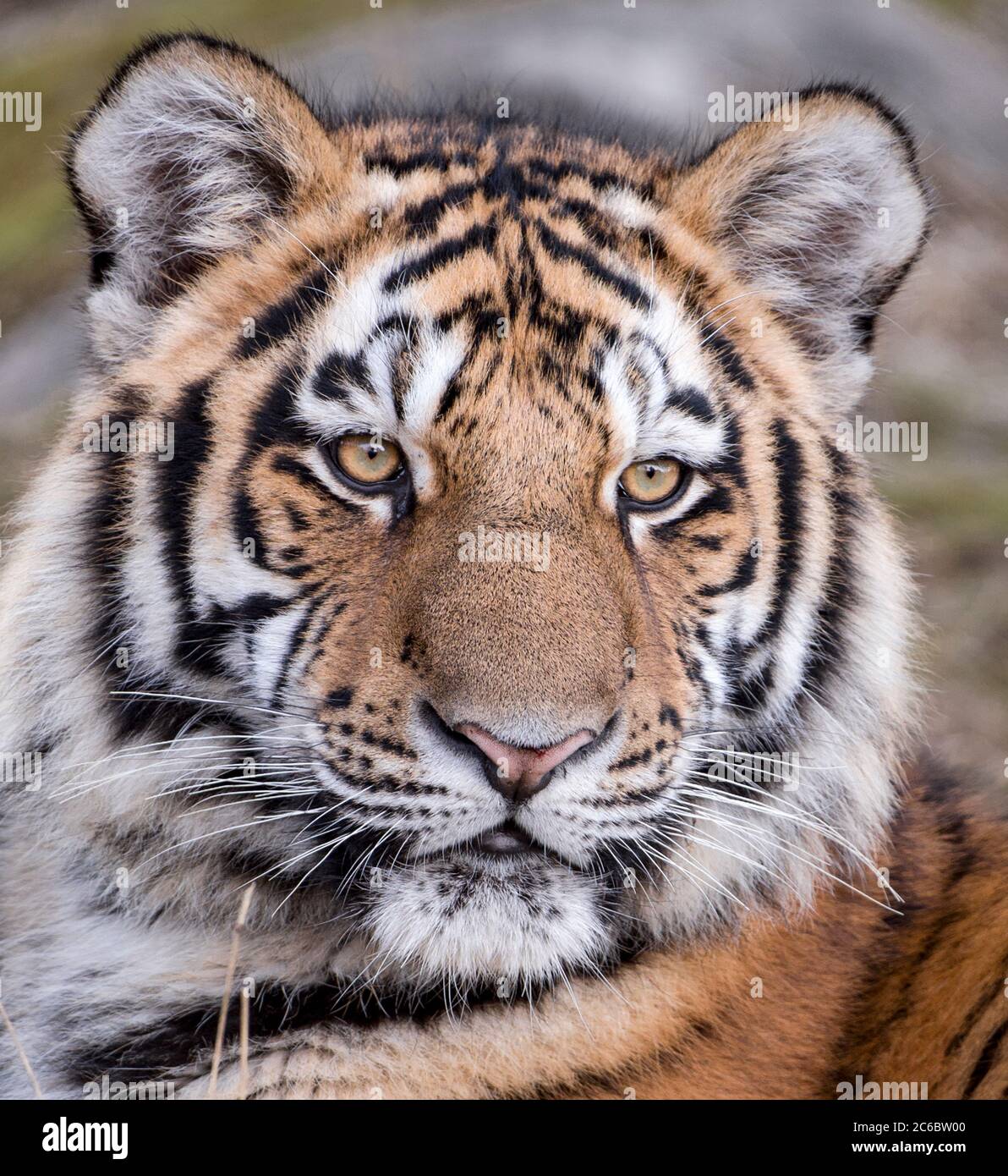 Big male tiger hi-res stock photography and images - Alamy