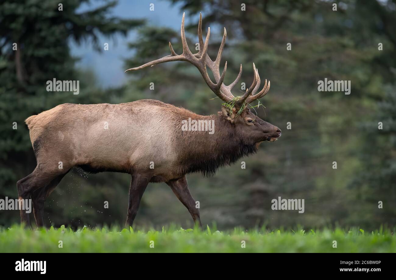 Bull Elk Portrait Stock Photo - Alamy