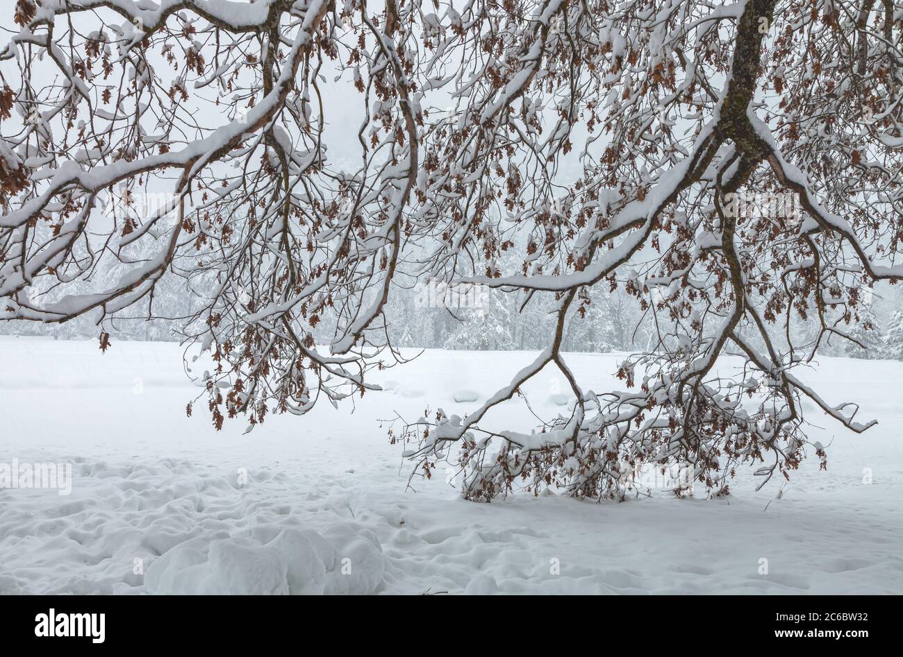 Oak tree in snow storm hi-res stock photography and images - Alamy