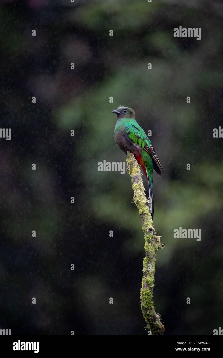 Resplendent quetzal in the tropical rainforest of Costa Rica Stock ...