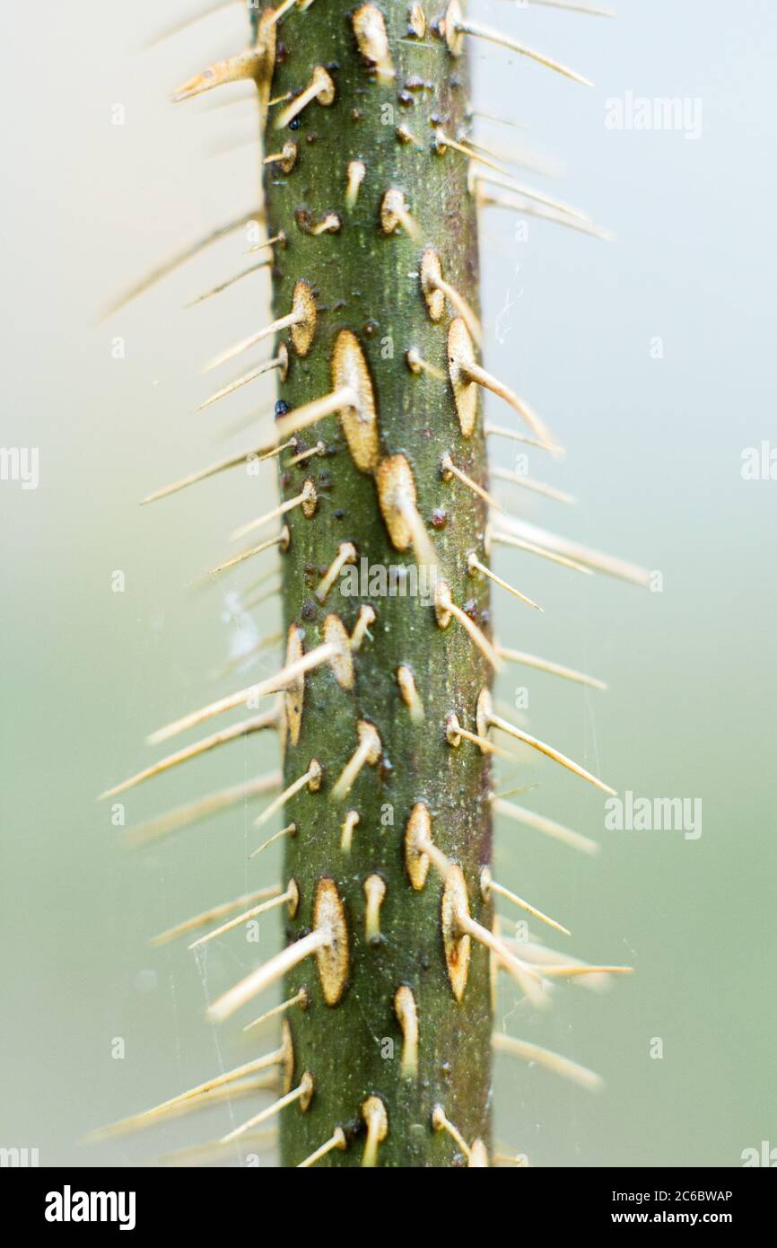 Tree stem sharp needles hi-res stock photography and images - Alamy