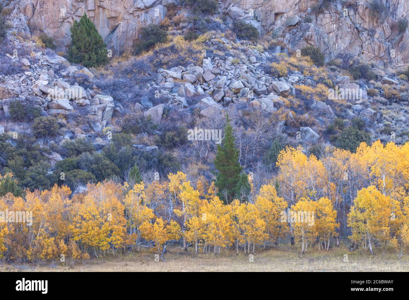 Aspen trees at the foothill in their fall foliage, Inyo National Forest ...