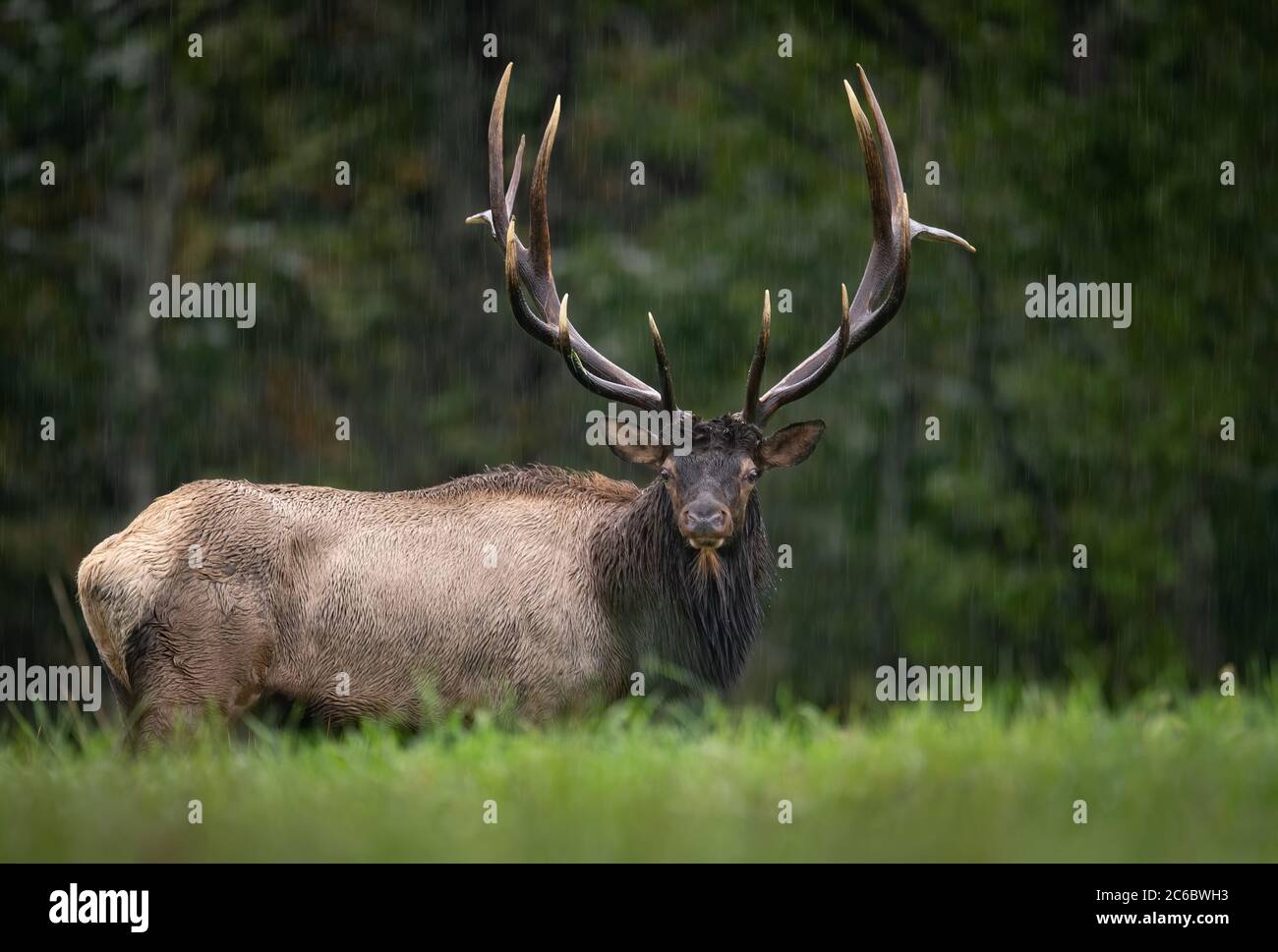 Bull Elk Portrait Stock Photo - Alamy
