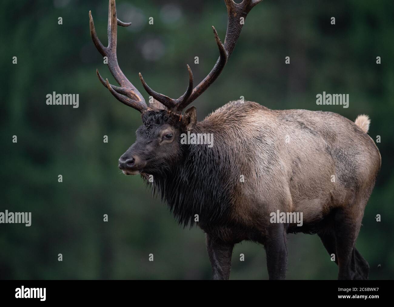Bull Elk Portrait Stock Photo - Alamy