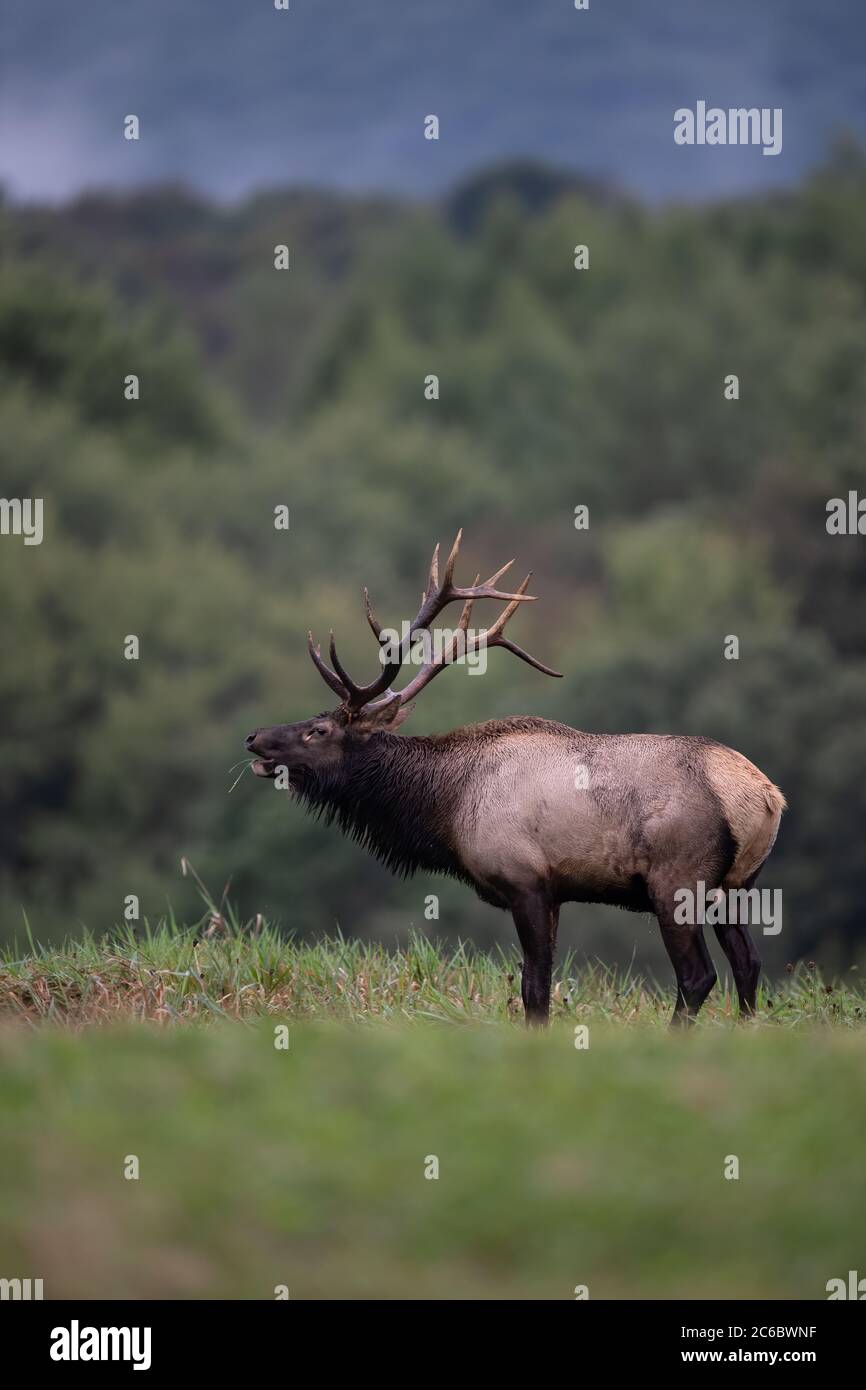 Bull Elk Portrait Stock Photo - Alamy