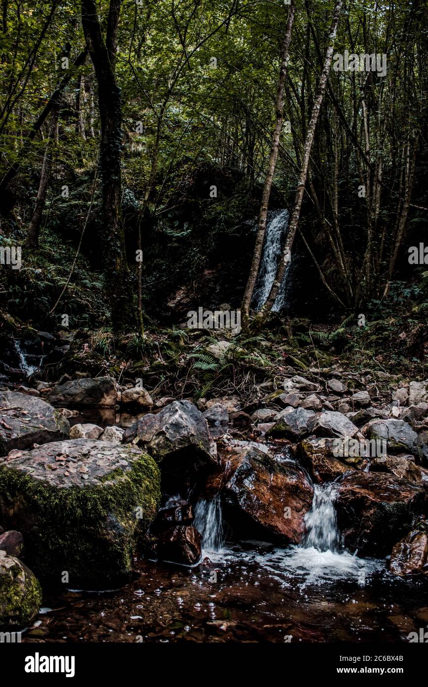 Landscape in the forest with a river Stock Photo - Alamy