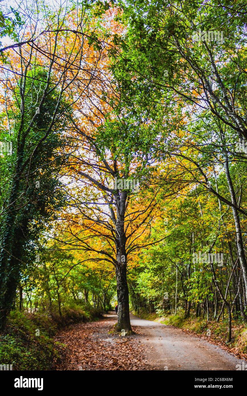 Big tree in the middle of the pathway Stock Photo - Alamy