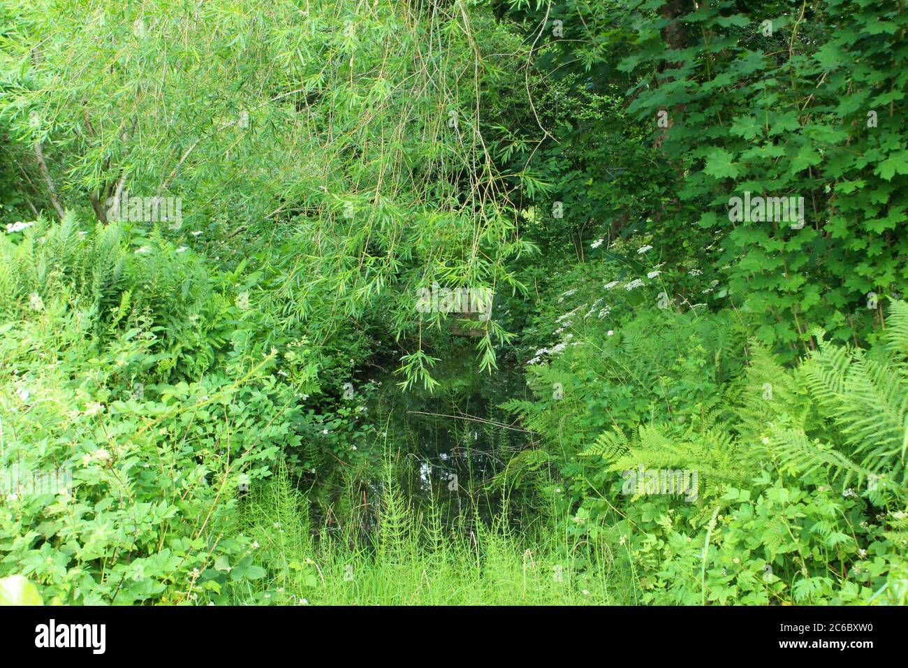Swamp shrubs hi-res stock photography and images - Alamy