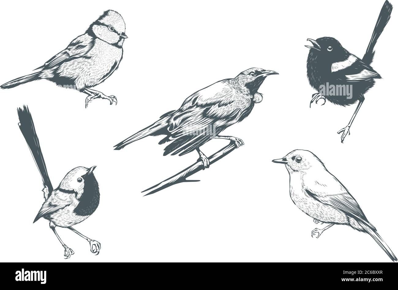 vector bird line art Stock Vector Image & Art - Alamy