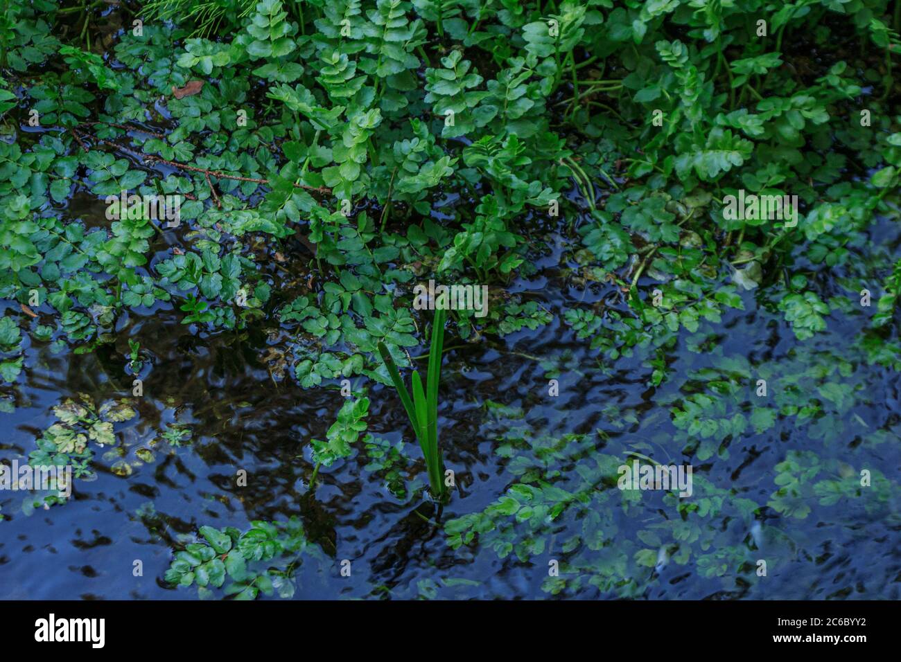 Plants in river hi-res stock photography and images - Alamy
