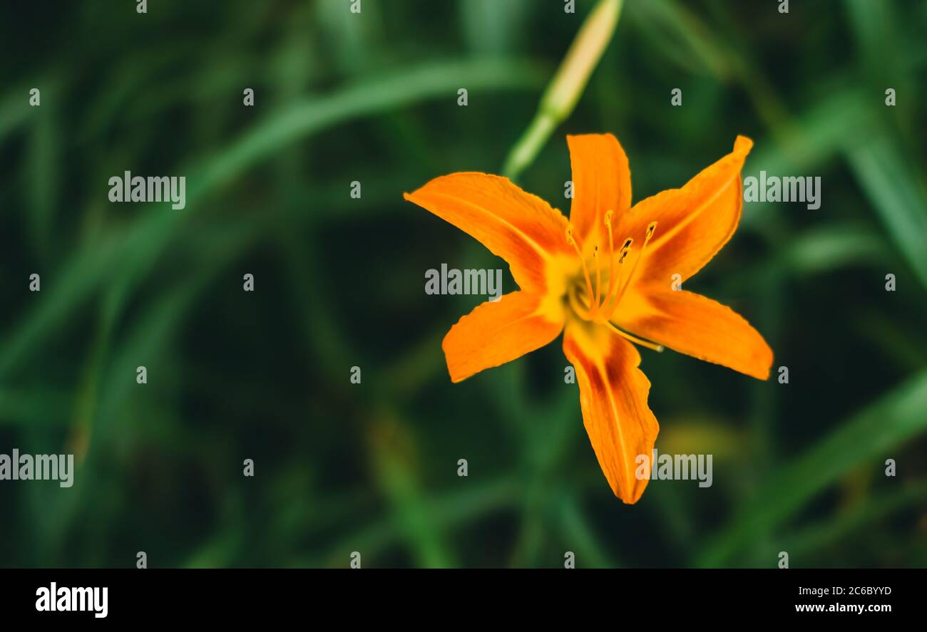 Beautiful blooming orange flower in the garden. Nature background Stock ...