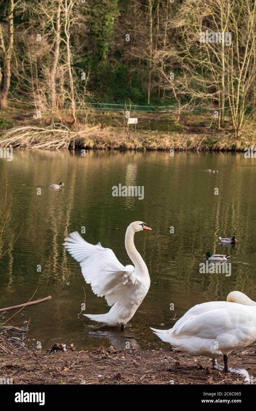 Cygnus orol hi-res stock photography and images - Alamy