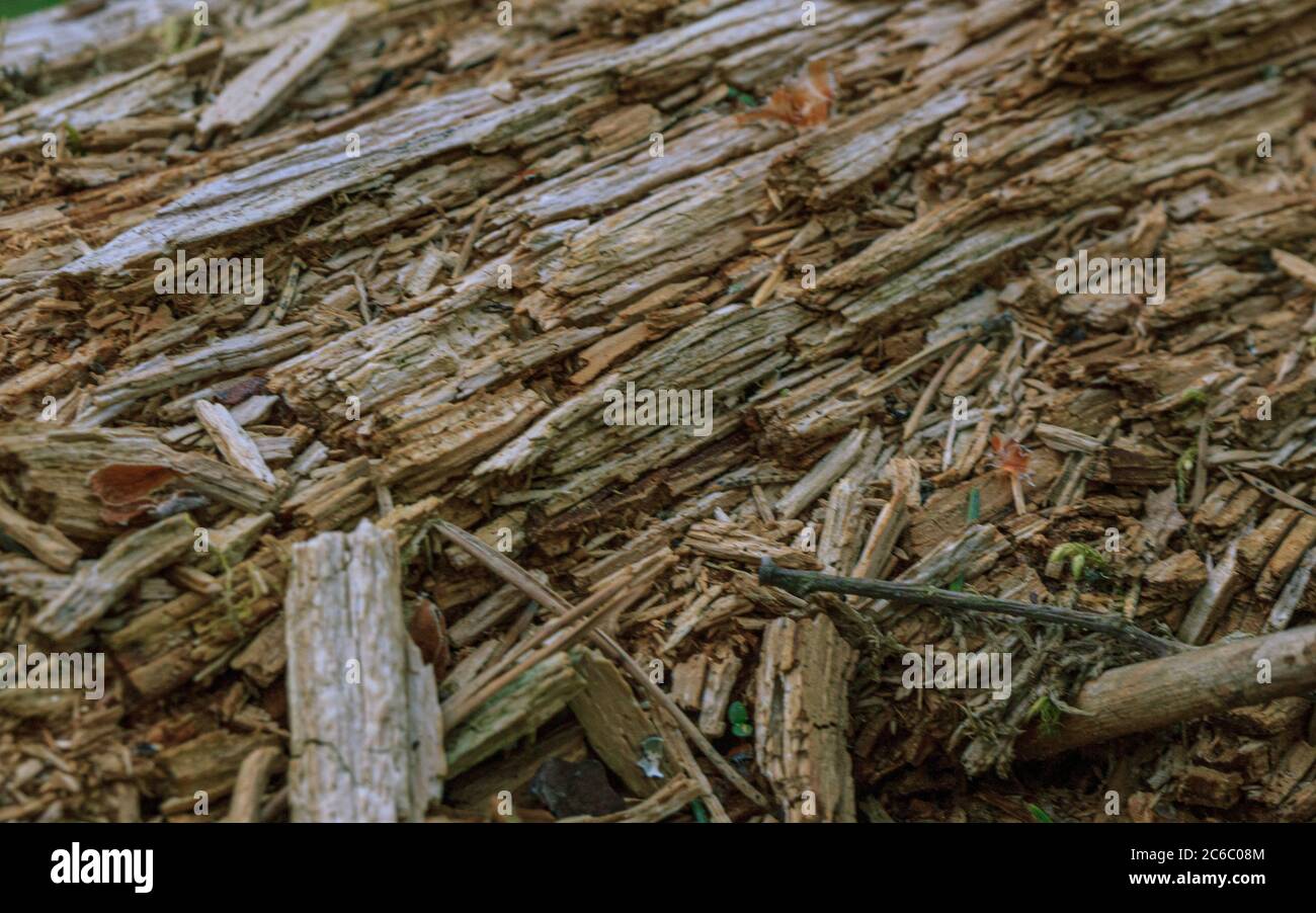 Tree has fallen, broken wood in the forest Stock Photo - Alamy