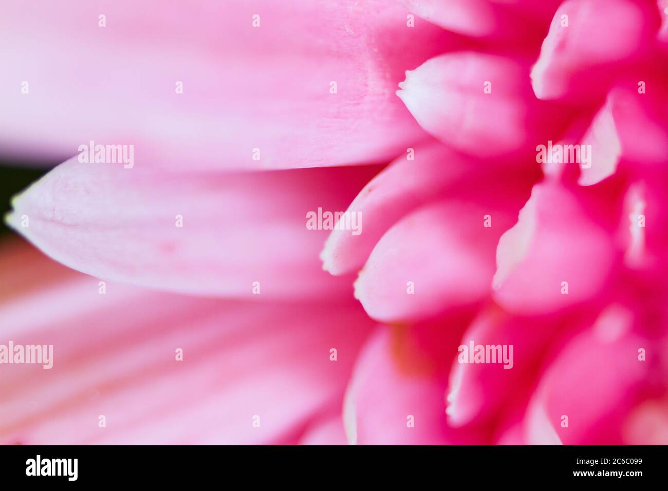 Pink Gerbera Daisy Petals close-up deliberately partially blurred ...