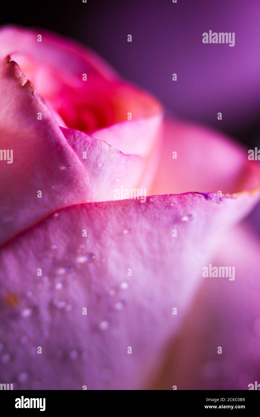 One colorful rose with water droplets close-up capture in portrait ...