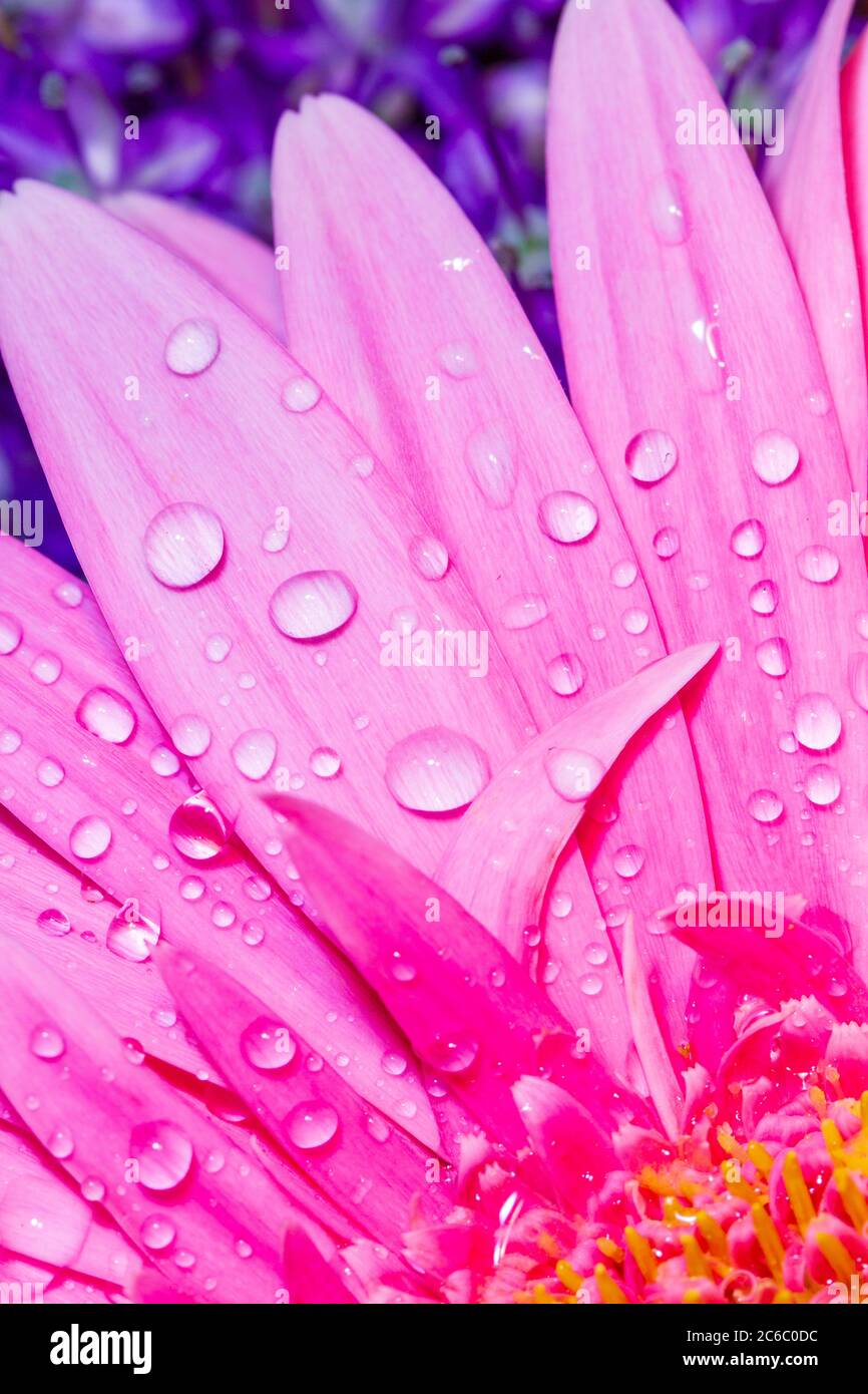 Pink Gerbera Daisy petals close-up with water droplets viewed from ...