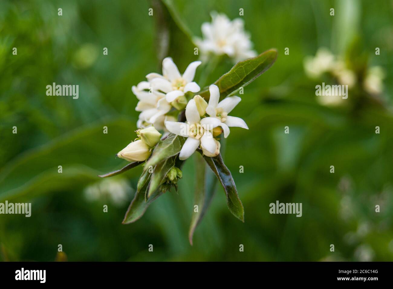 Vincetoxicum hirundinaria white swallow-wort Stock Photo - Alamy