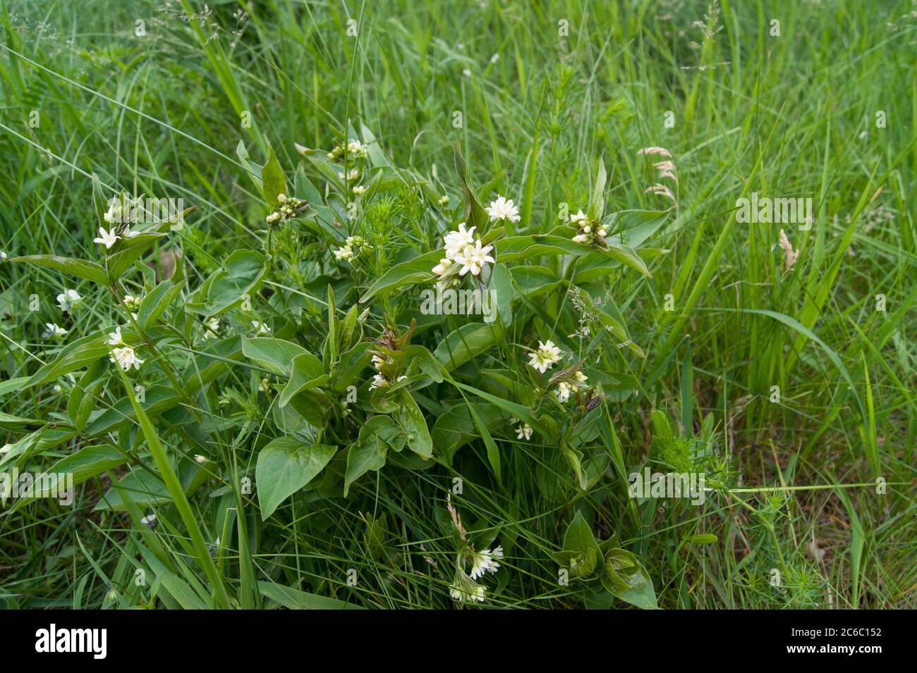 Vincetoxicum hirundinaria white swallow-wort Stock Photo - Alamy