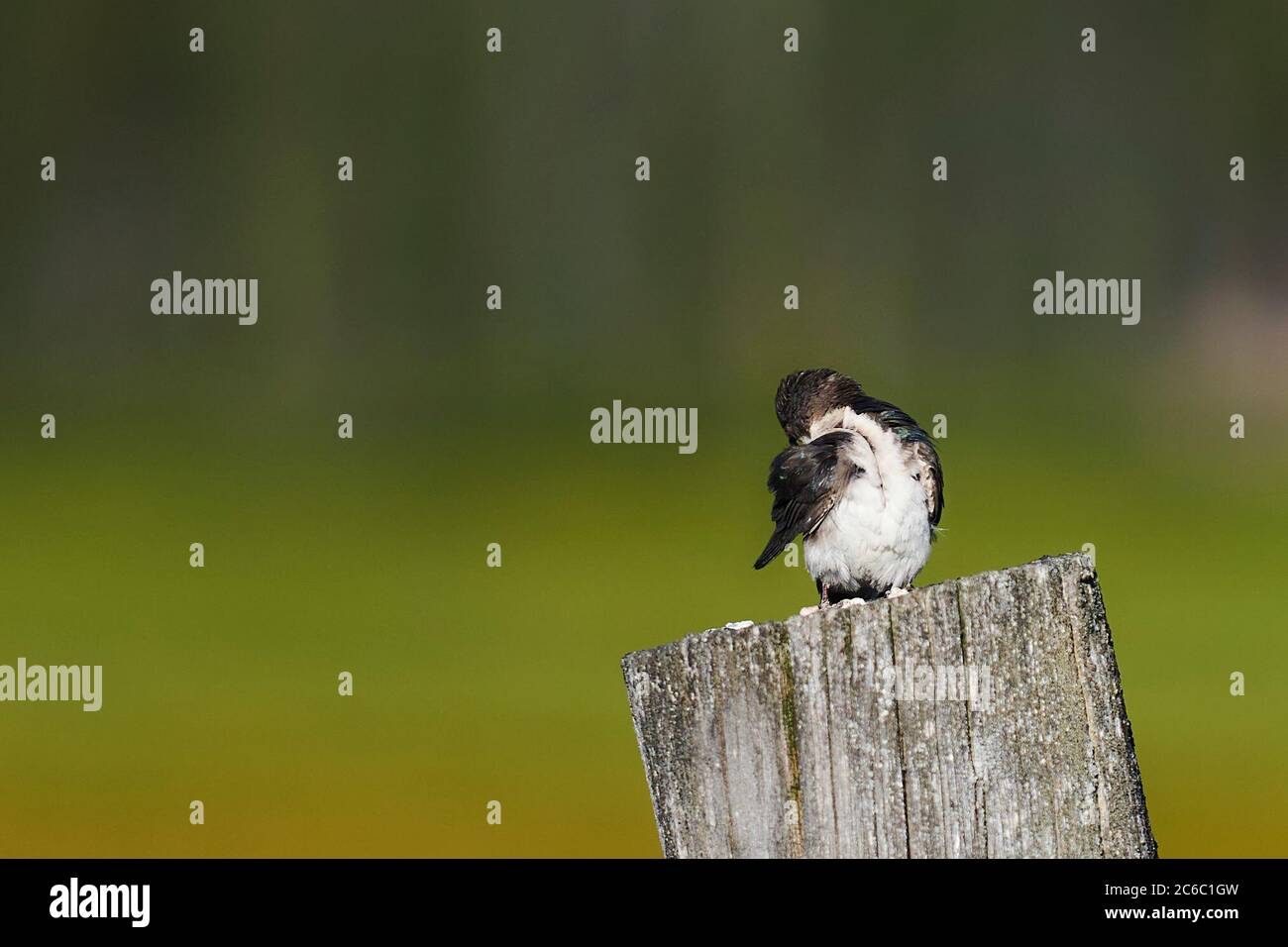 Bend, Oregon, USA. 8th July, 2020. A Tree Swallow buries its beak ...