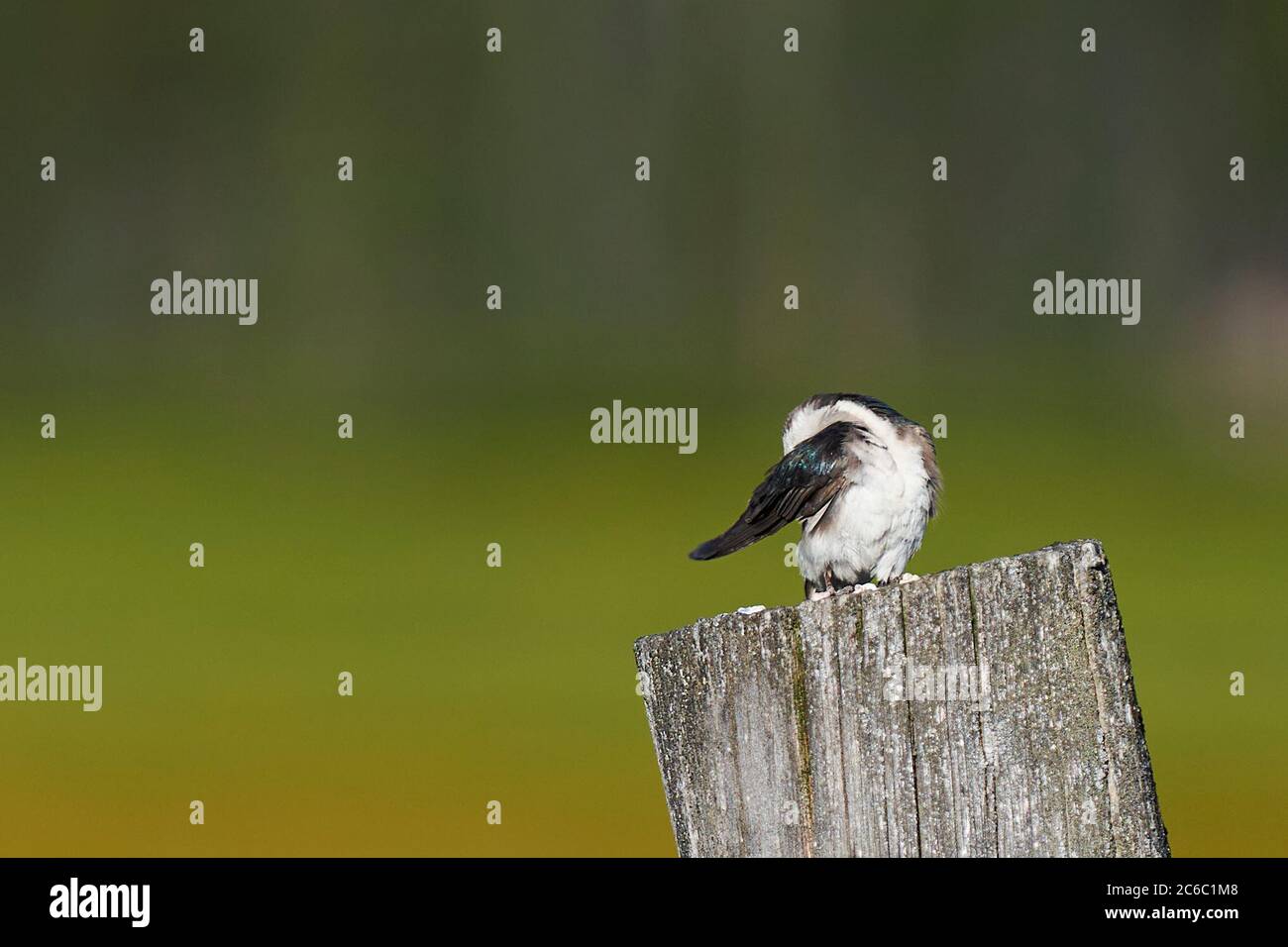 Tree swallow jpg hi-res stock photography and images - Alamy