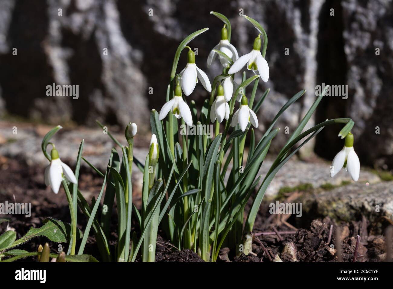 Snow drops hi-res stock photography and images - Alamy