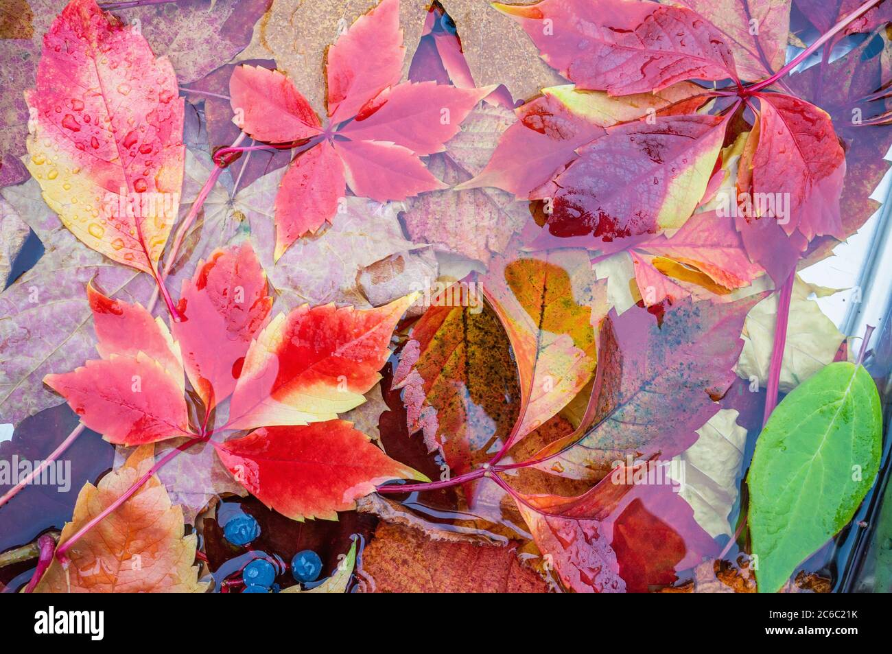 Autumn background of bright colorful maroon leaves in the water ...