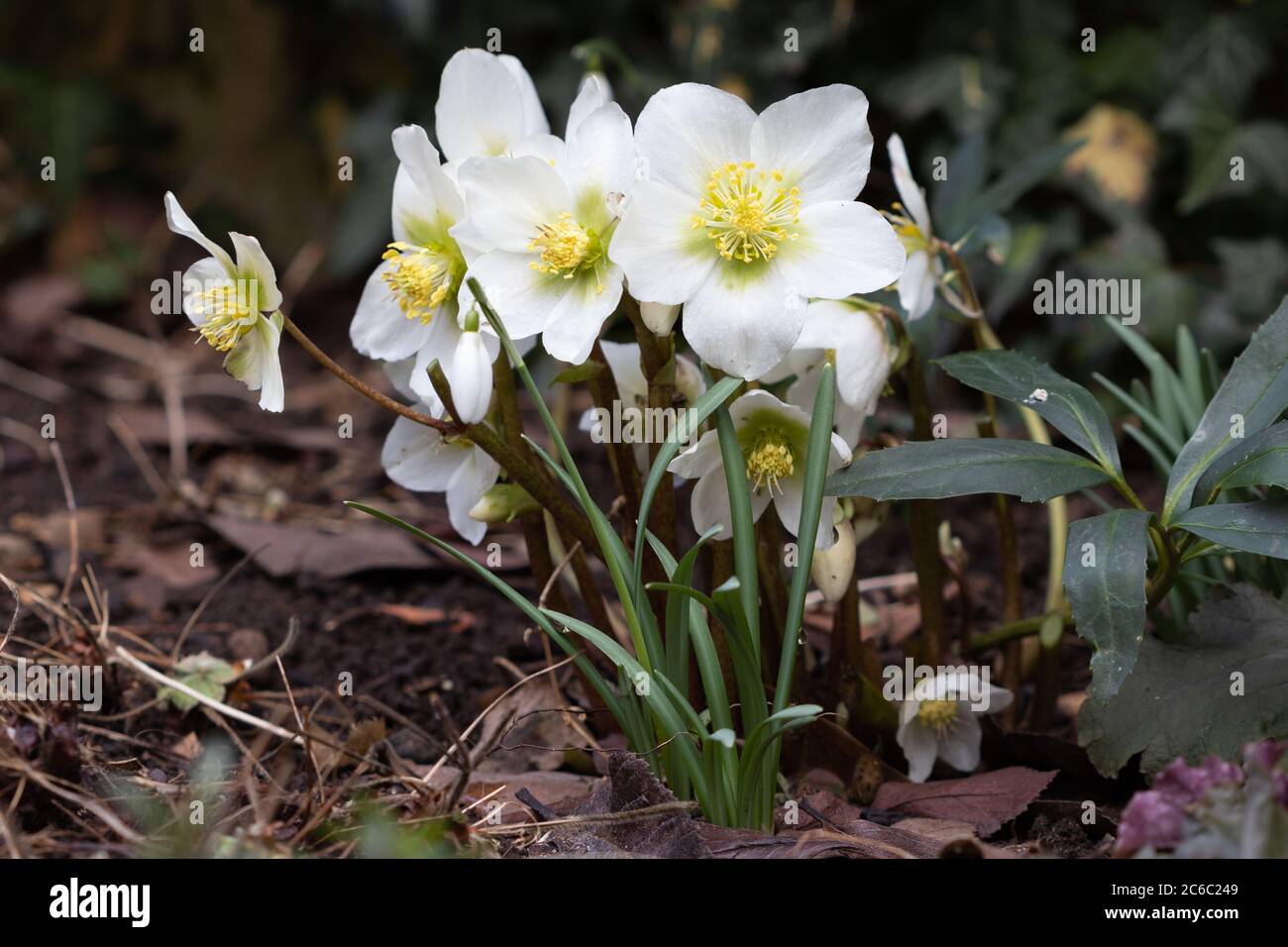 Niger plant hi-res stock photography and images - Alamy